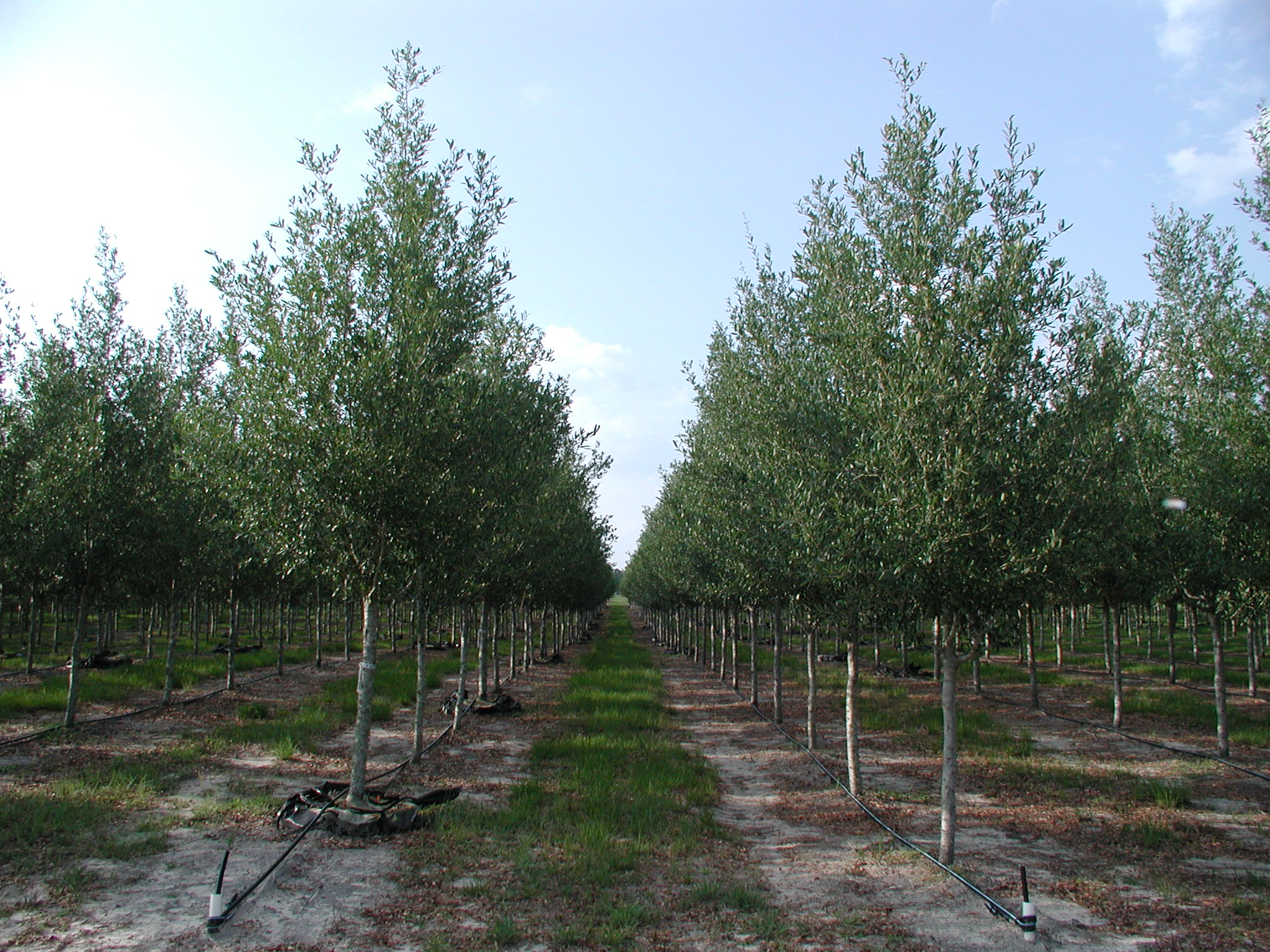 Wholesale Nursery Savannah Ga - Chatham Nurseries